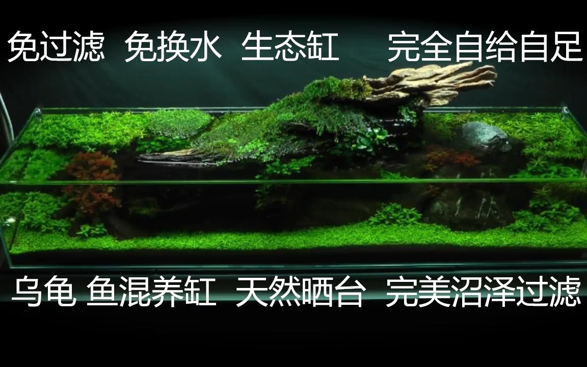生态缸制作全过程免换水免过滤打造完美生态系统鱼缸造景乌龟生态缸...