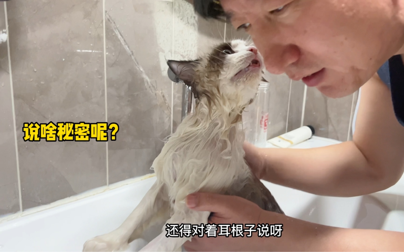超会撒娇的布偶猫洗澡,要跟主人贴贴说悄悄话