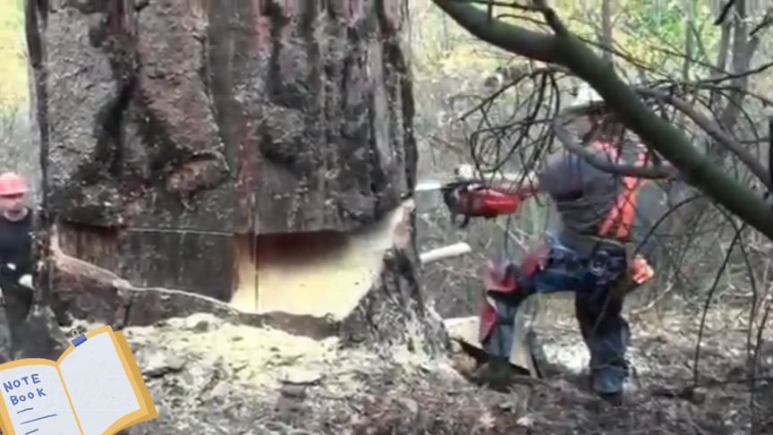 极端危险的巨大树木人工砍伐技巧,链锯机都不够长