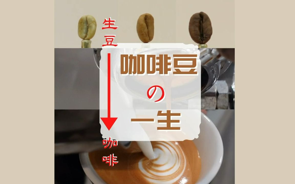 【咖啡豆测评】从生豆到一杯咖啡,一共有这几步～如本带你揭秘咖啡...