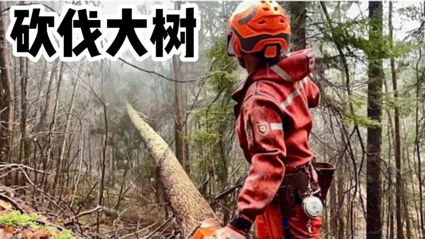 伐木工带着女朋友一起去砍伐森林里面的大树,几分钟放倒一棵树