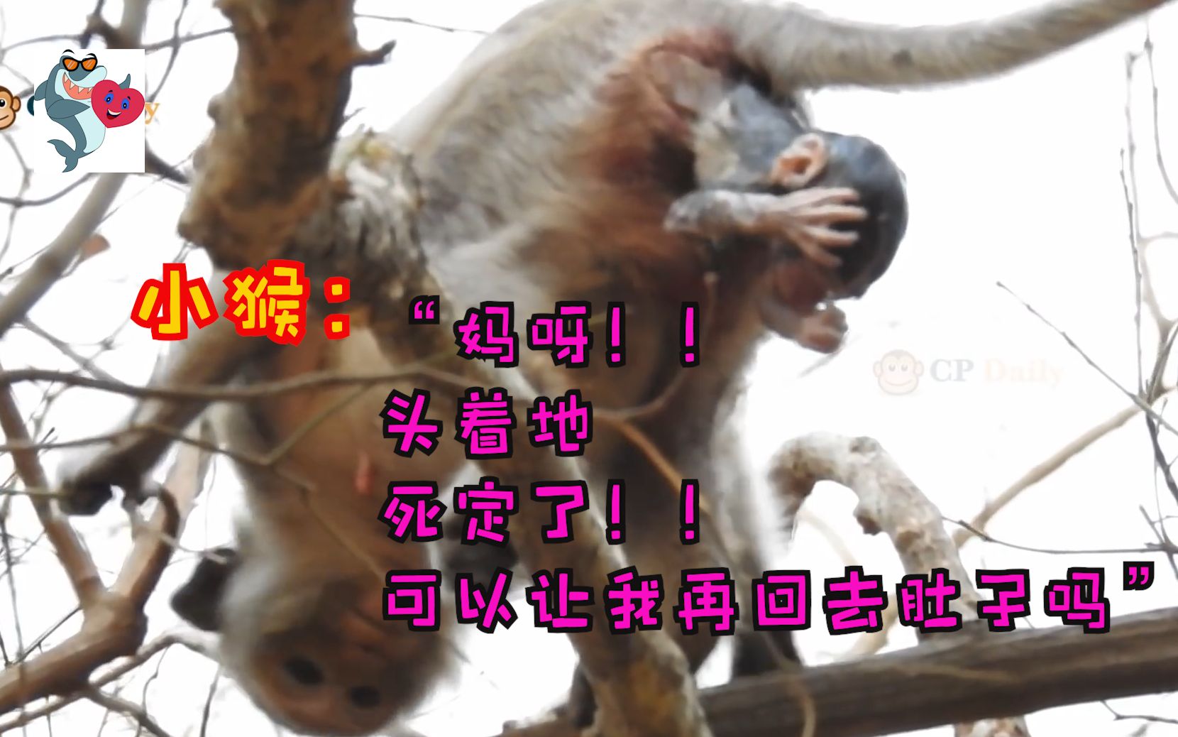 【猴】母猴生小猴的全过程,居然可以边爬树边生小猴