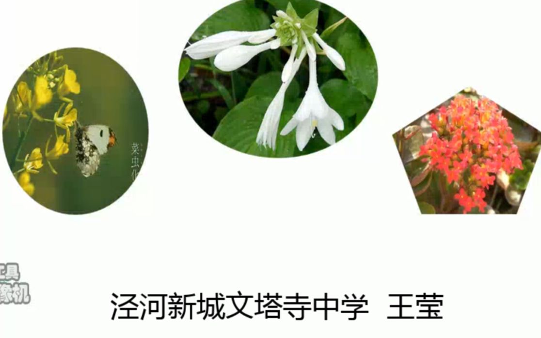 大自然的语言第一课时