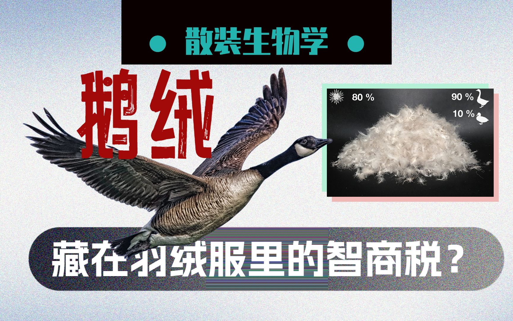 相比鸭绒,鹅绒羽绒服是不是智商税呢?