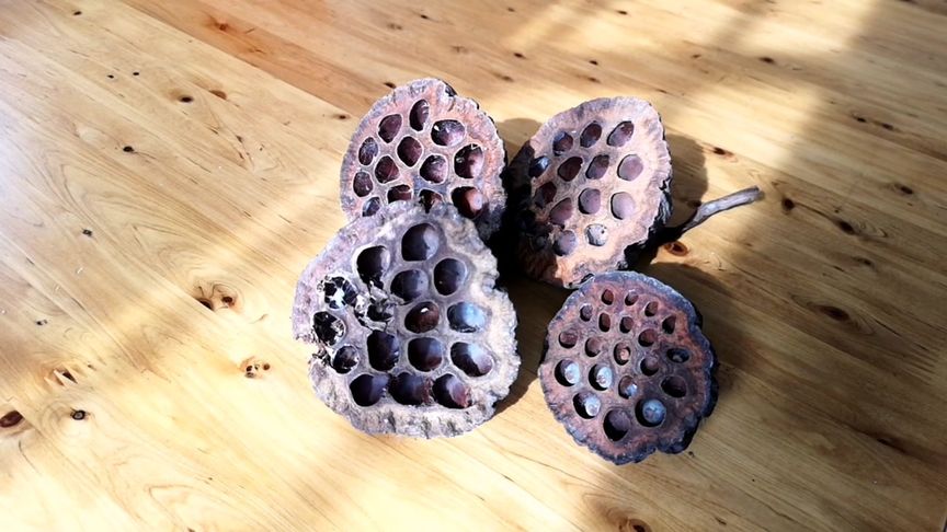 莲蓬的另类功用,古人的洗砚神器!