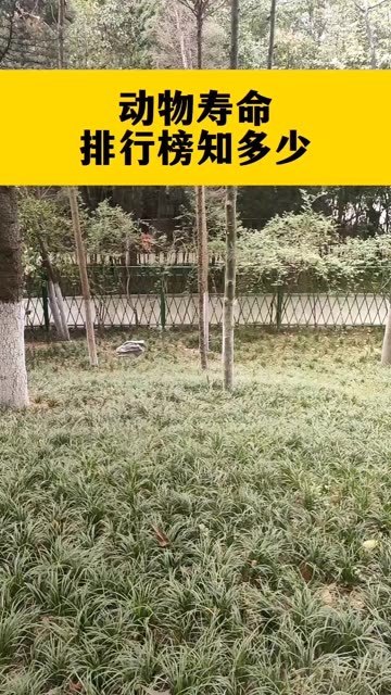 动物寿命 排行榜知多少 (2)