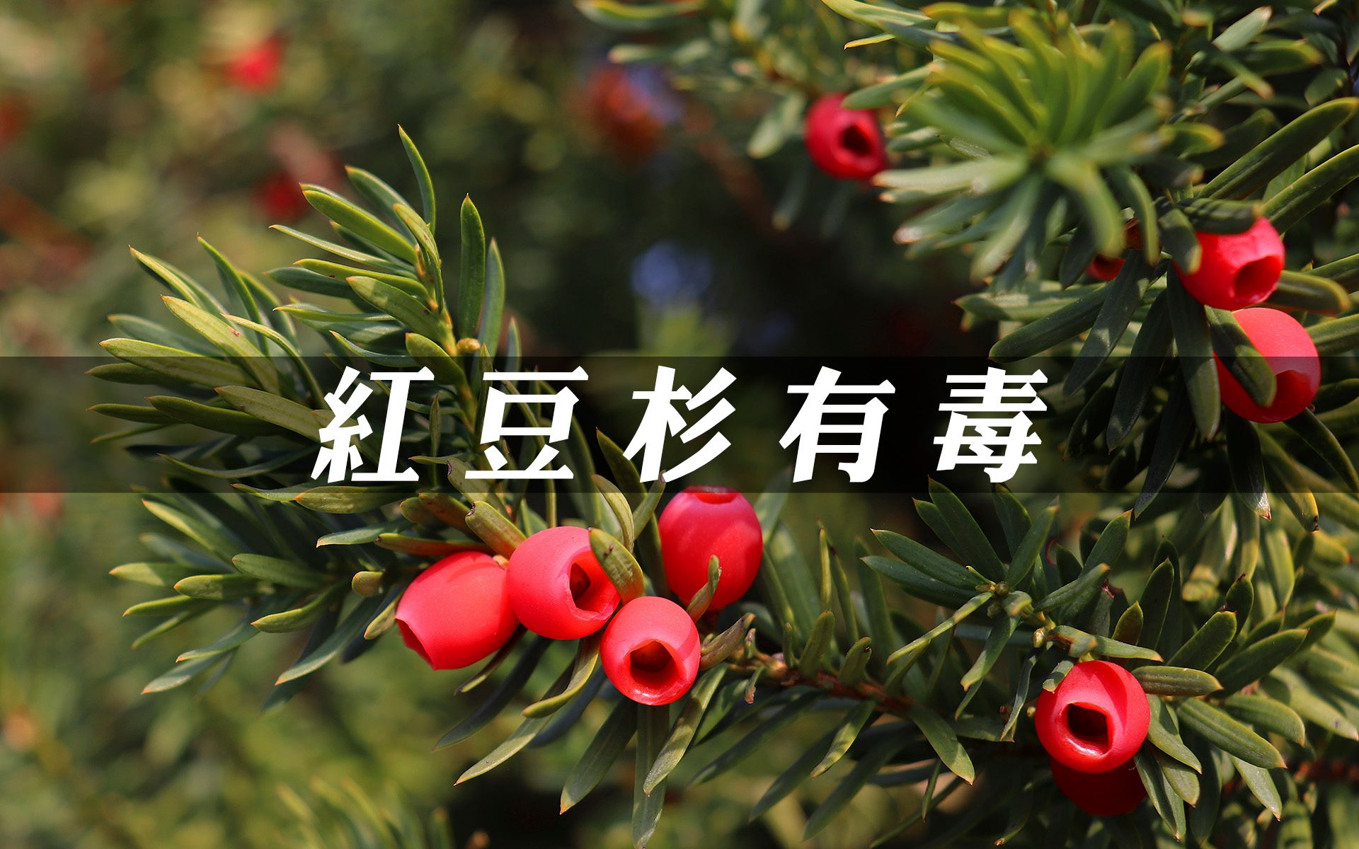浑身是毒的红豆杉!唯有果肉能吃,但一定要小心