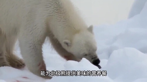 北极熊妈妈如何艰难育子,适应环境才是生存的唯一秘诀