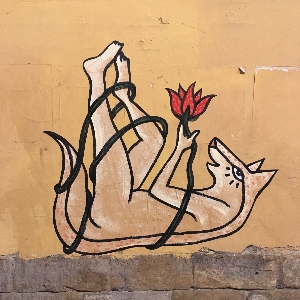 AmeloYi 