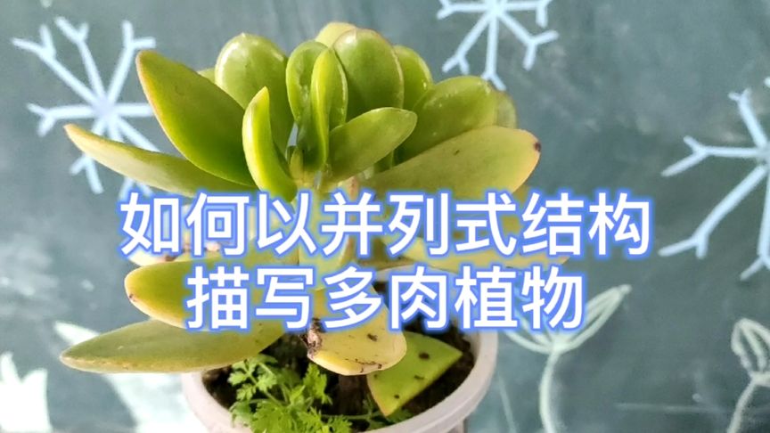 如何以并列式结构描写多肉植物?
