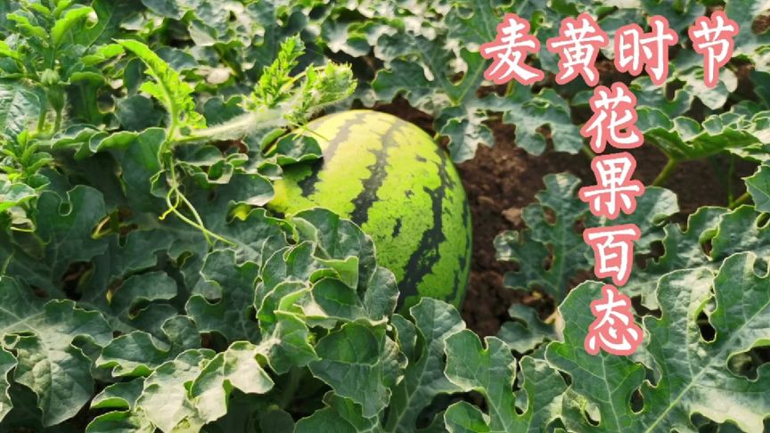 麦子熟啦,看一看北方的其他花果是什么生长状态吧!