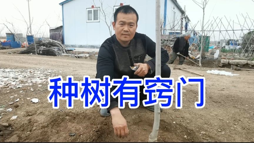 大亮从事苗木十多年,种树有窍门,听我的你种的树就会活。