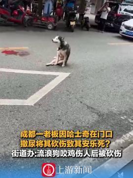 ...其安乐死? 街道办辟谣:流浪狗咬鸡伤人后被砍伤(上游新闻记者 李坐廷)