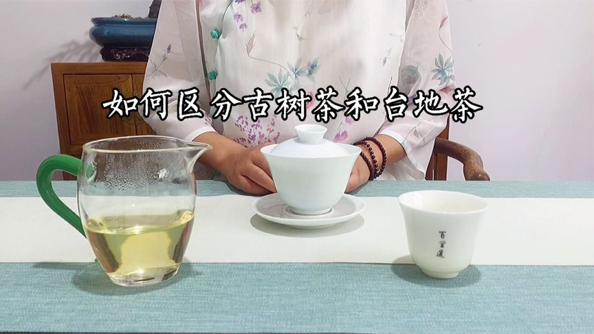 古树茶与台地茶如何区分?看懂这6点,喝茶少走弯路哦!