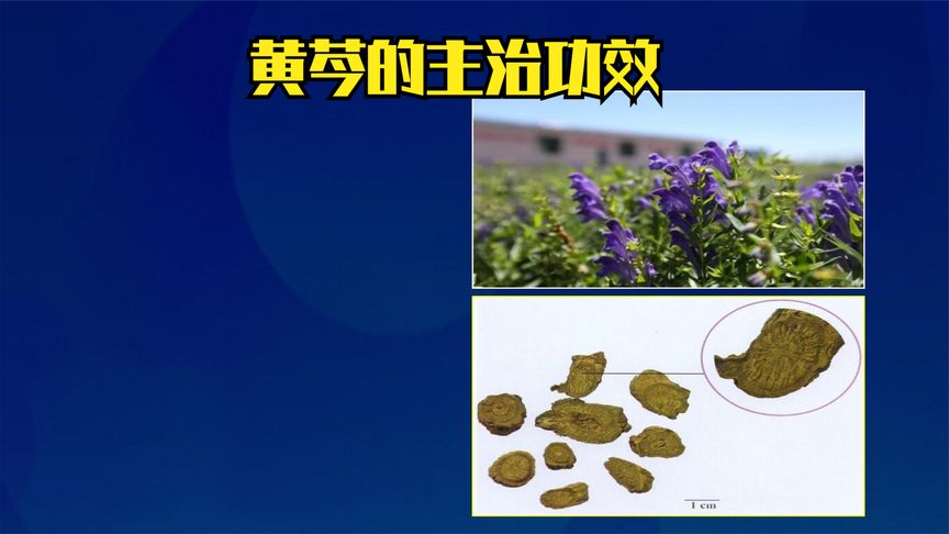 2021执业药师资格考试-中药学专业知识二-黄芩的主治功效