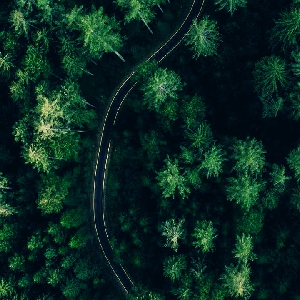 风和森林 
