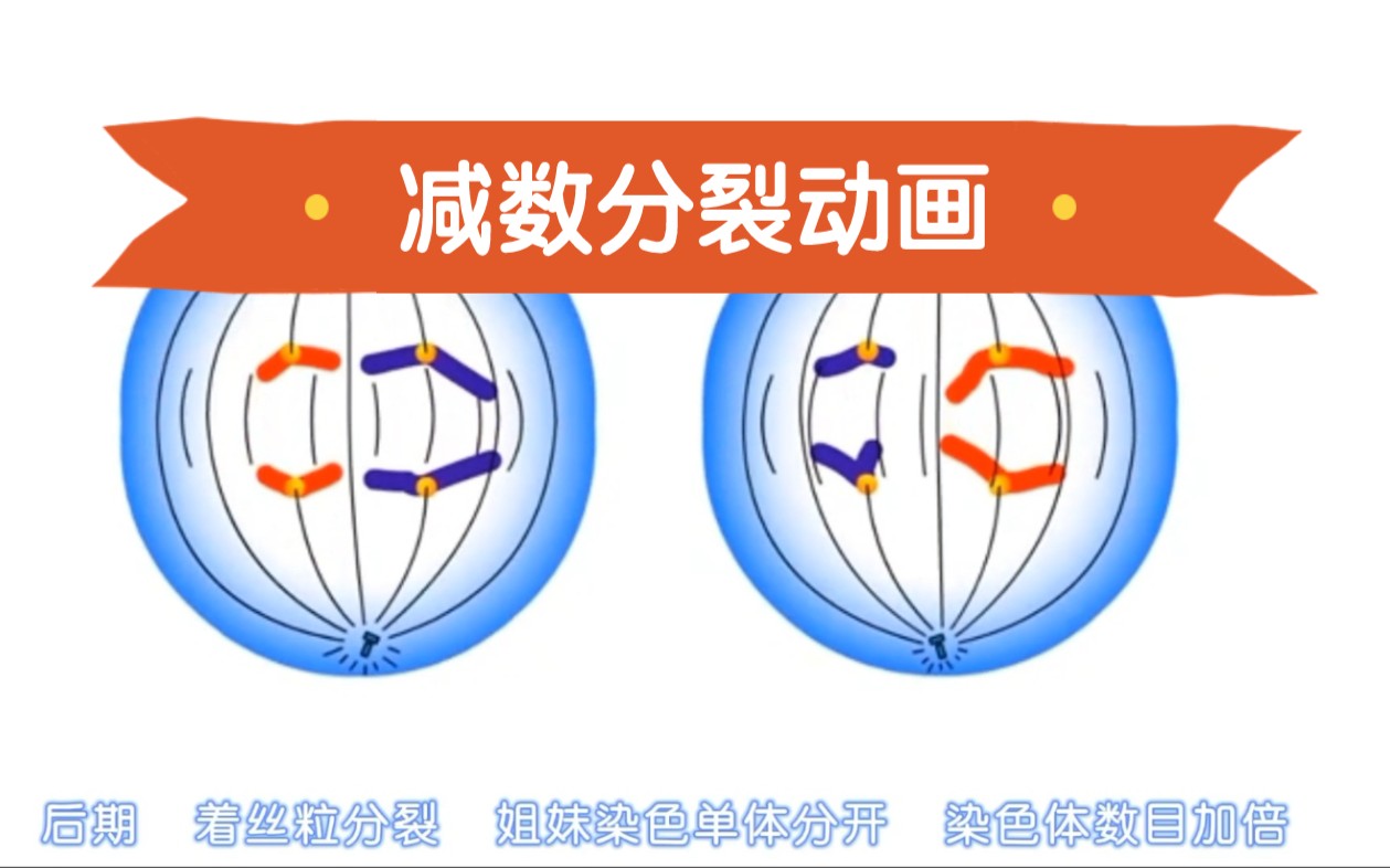 减数分裂动画-精子的形成过程