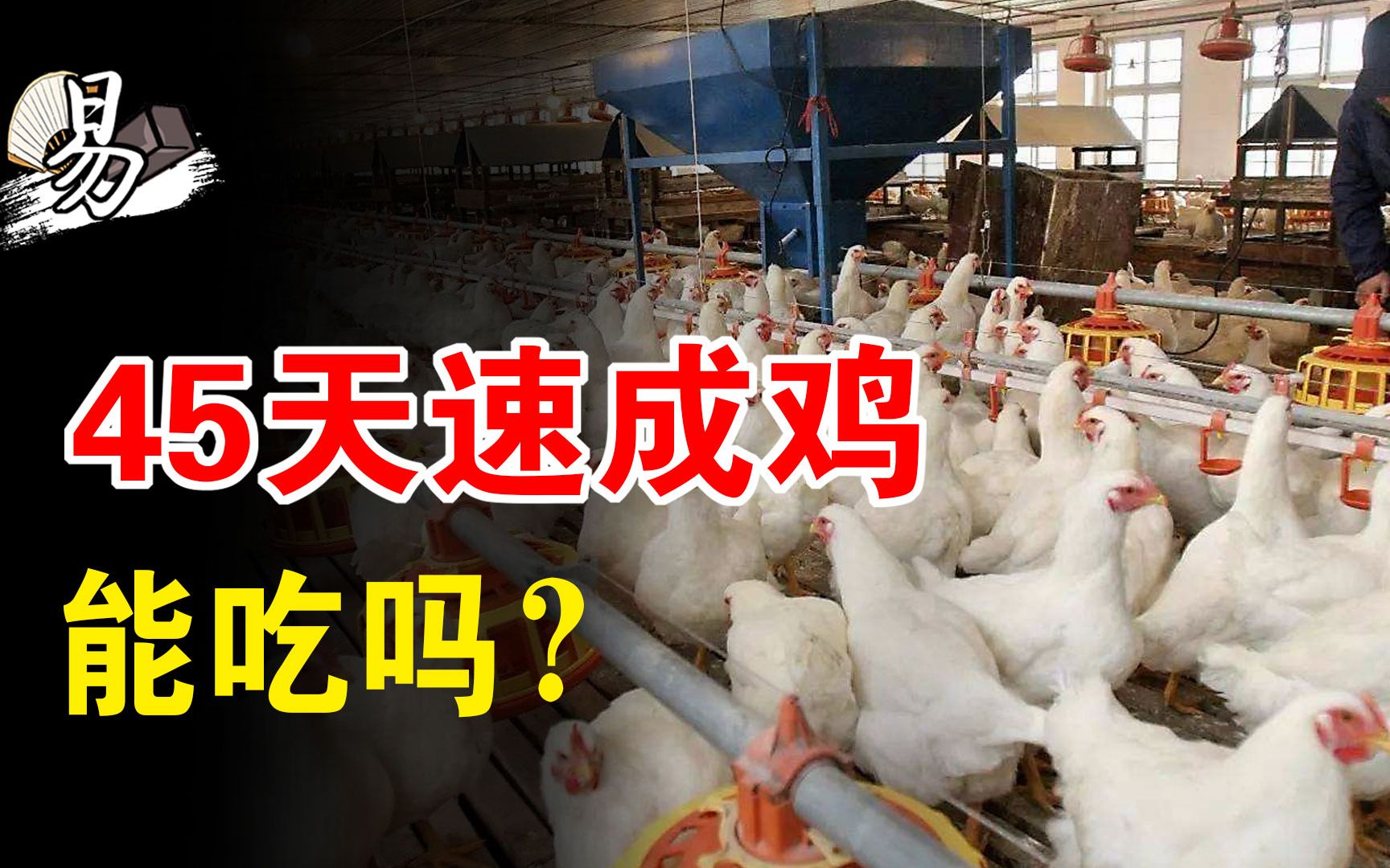 揭秘速成鸡,45天就出栏的速成鸡,真的一口都不能吃?