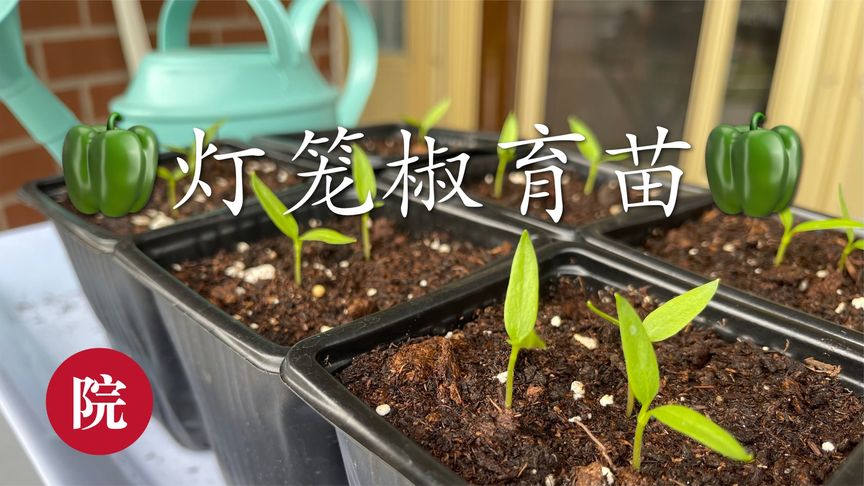 灯笼椒育苗,盆栽时需要做好的准备工作,同样适合各类辣椒种植