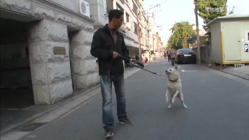 狗狗疯狂的撕咬自己的主人,连训犬师都怕!