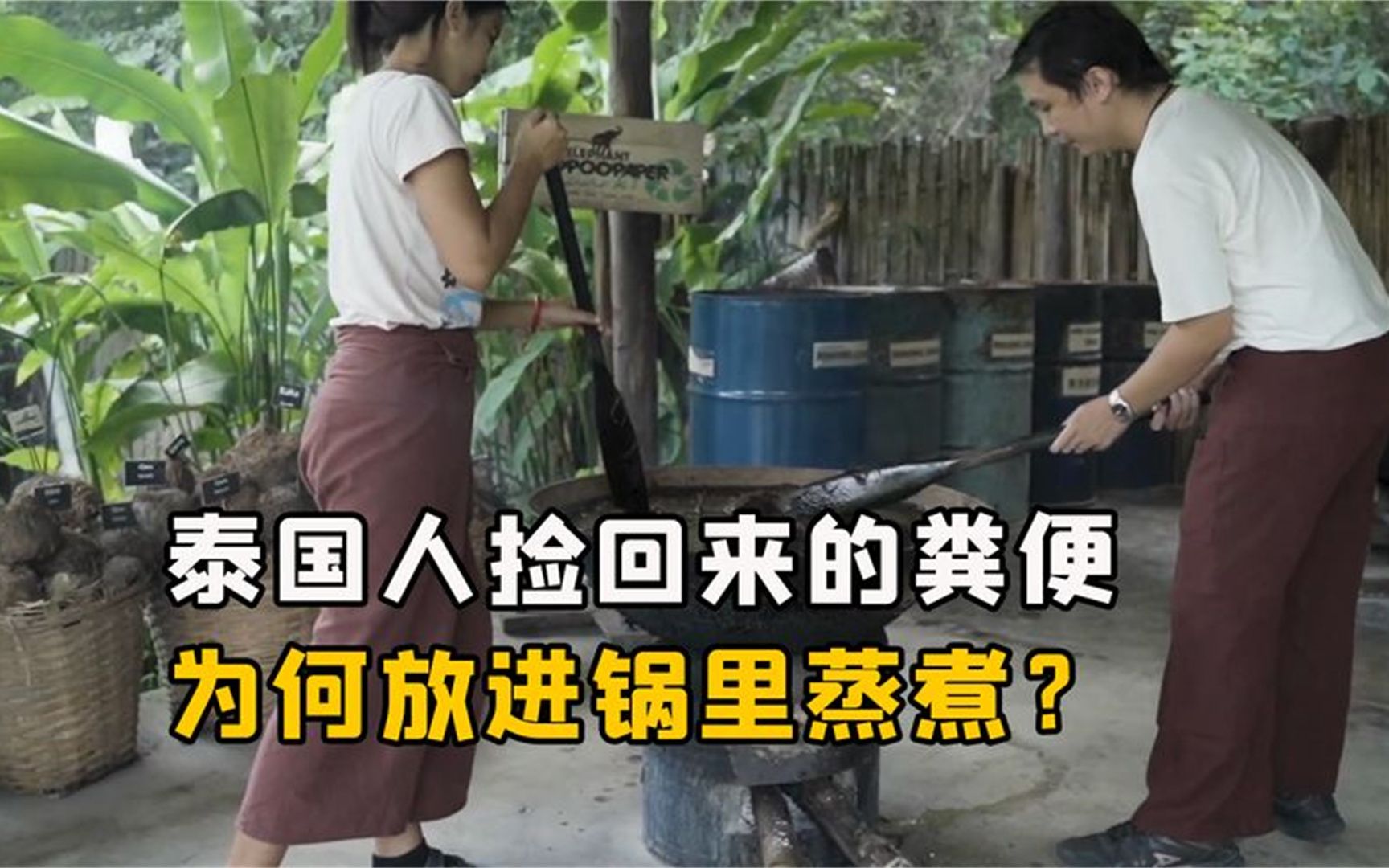 泰国的大象粪便,为什么捡回来蒸煮?他们有什么目的?