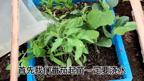 番茄移栽总死苗、萎焉?只需做好这4点,再手残也能活