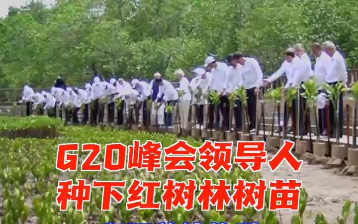 G20峰会领导人在印尼巴厘岛种下红树林树苗