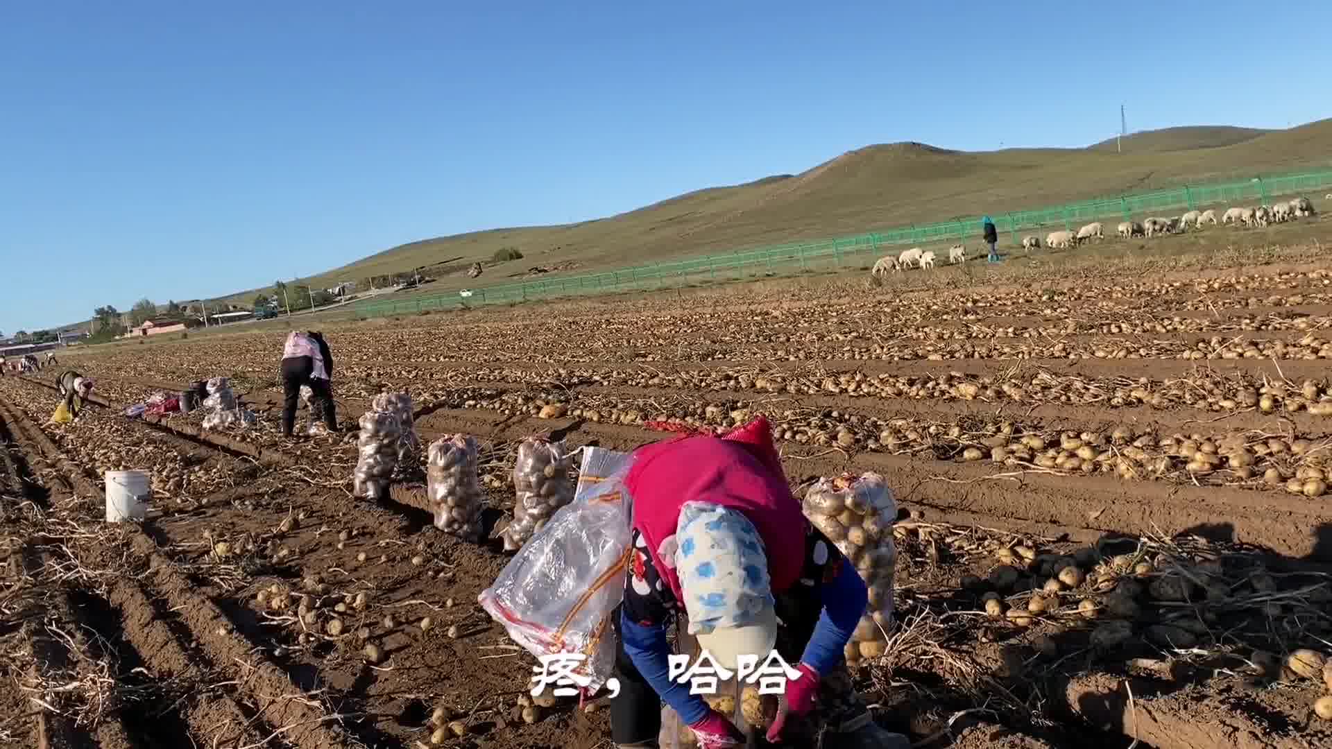 内蒙古土豆今年大丰收,工人们干活有技巧,一天竟能挣500块钱