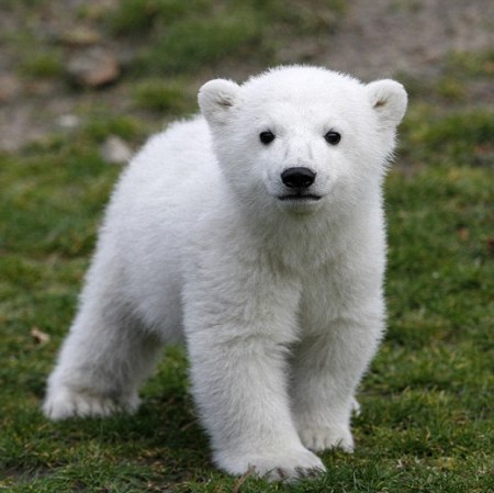 AhBear阿雄 