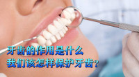 牙齿的作用是什么?我们该怎样保护牙齿?