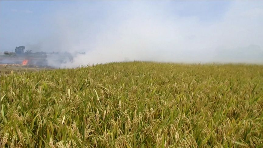 刚刚发生的真人真事!农村收割水稻真实场景,视频记录过程