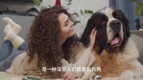 圣伯纳犬的生活习性,神奇动物,圣伯纳犬