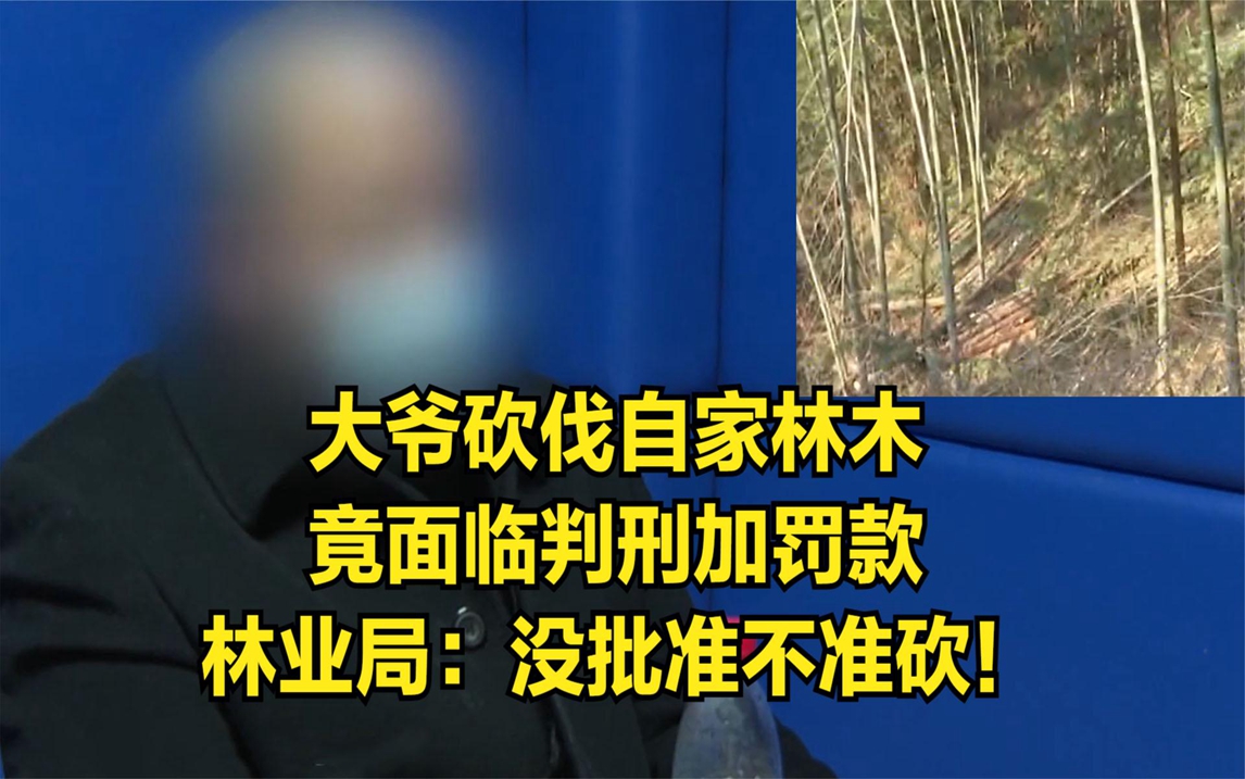 大爷砍伐自家林木,竟面临判刑加罚款,林业局:没批准不准砍!