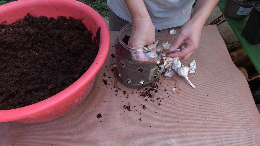 蒜头发芽不要扔,用它来栽种,以后不用花钱买