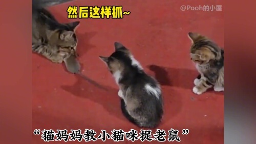 猫抓老鼠的高燃瞬间,天生对老鼠的血脉压制,不服不行!