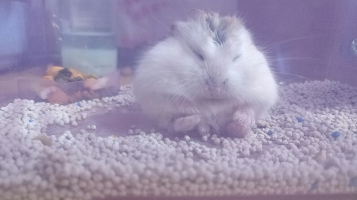 仓鼠观察(?)日记NO.1