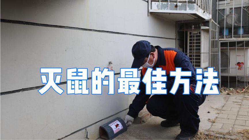 生活知识:灭鼠有什么最佳方法?