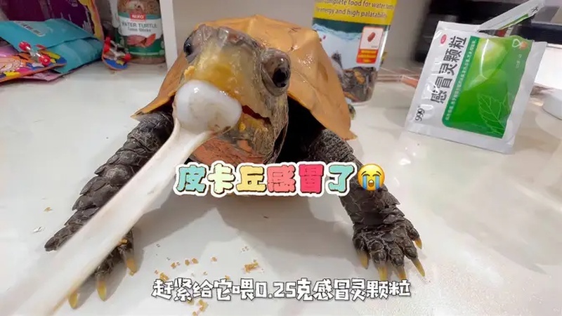 皮卡丘真的太乖太懂事了～