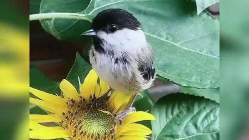 与鸟同居的森林女孩!她的四季日常美如童话