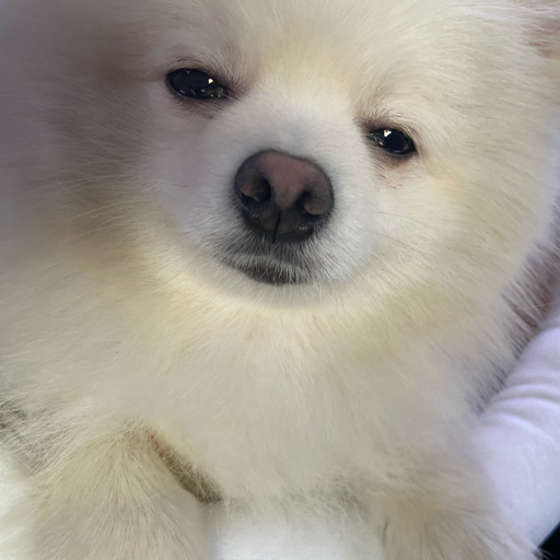 修狗血 