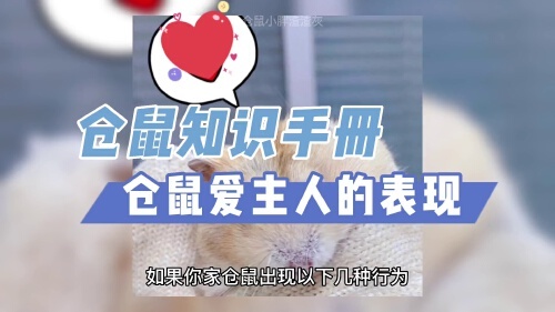 仓鼠爱主人的表现知识