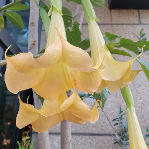 im老黄 