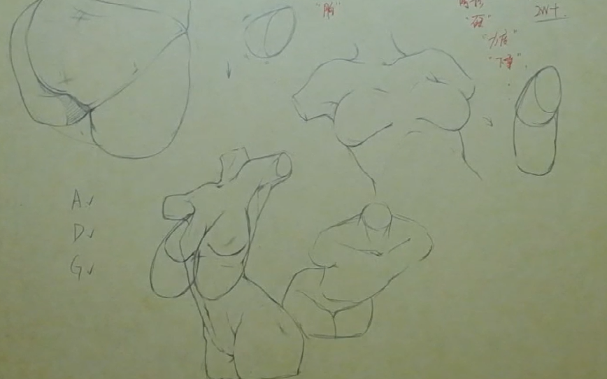 三个步骤教你学会人体结构,人体基础练习三部曲【漫画人体小白教程】