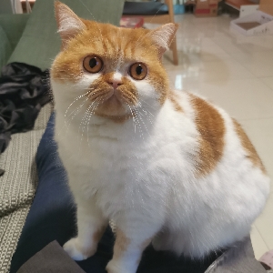 Fiona忆杉 