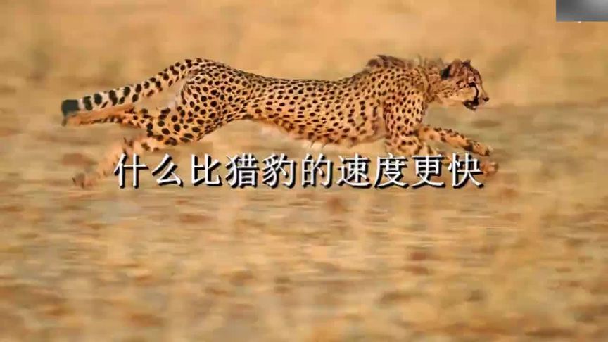 部教版五年级语文第7课,课文朗读《什么比猎豹的速度更快》