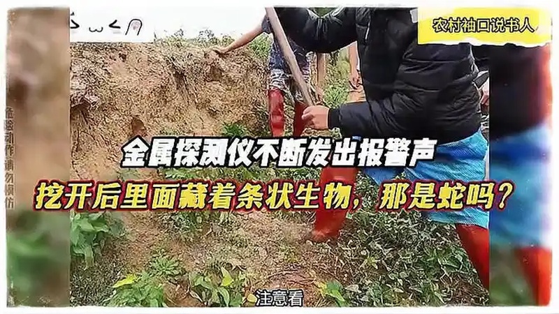 金属探测仪不断发出报警声,挖开后里面藏着条状生物,那是蛇吗?