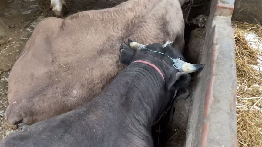 第一产业就是喂牛第二产业就是宰牛第三产业就是吃牛肉[憨笑][…