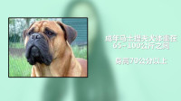 世界五大大型犬,你知道几种?