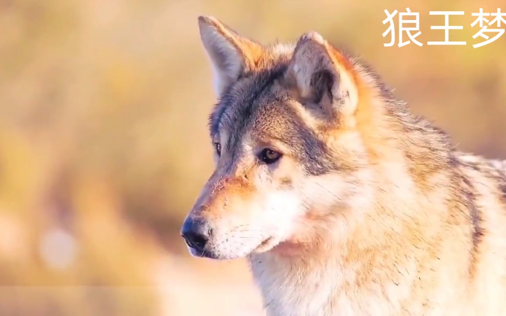 第一集,狼王梦