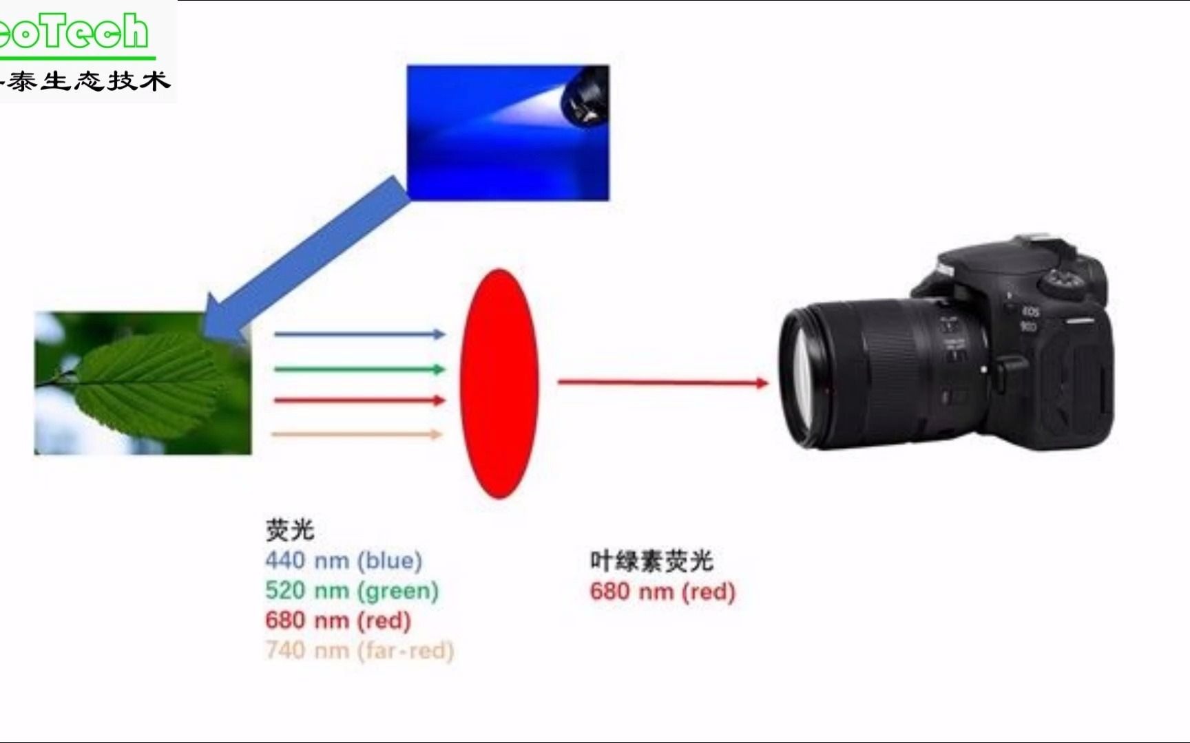 知识库_光合作用_验证肉眼观察叶绿素荧光成像实验